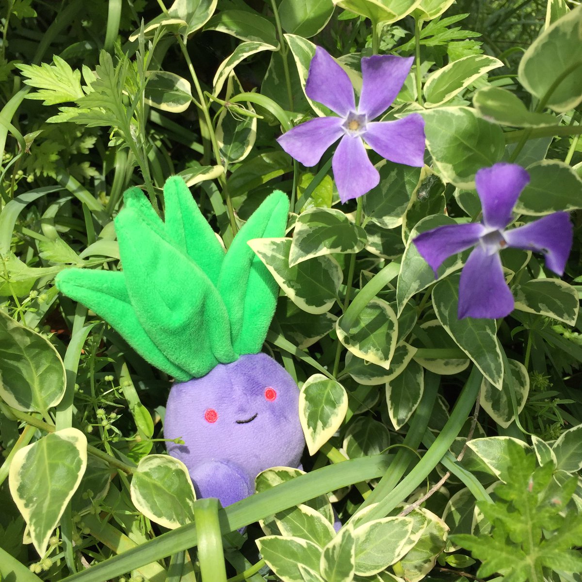 Oddish_season2 / Twitter