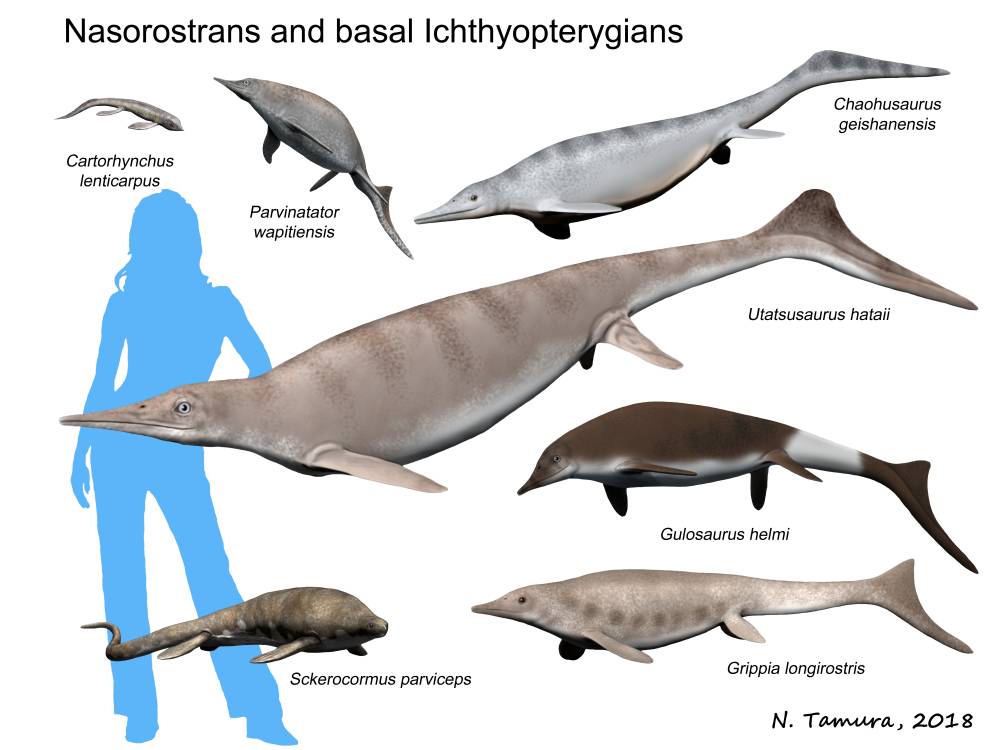 Ichthyosaur Size