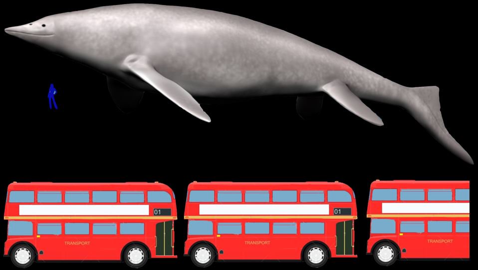 Blue Whale Compared To Bus