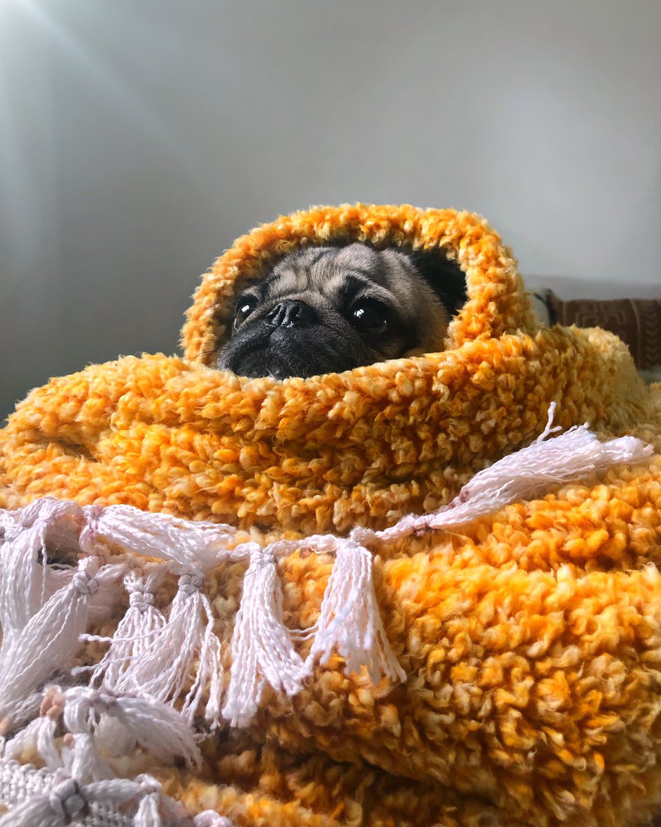 368 best Twitter u/itsdougthepug images on Pholder | As a ...