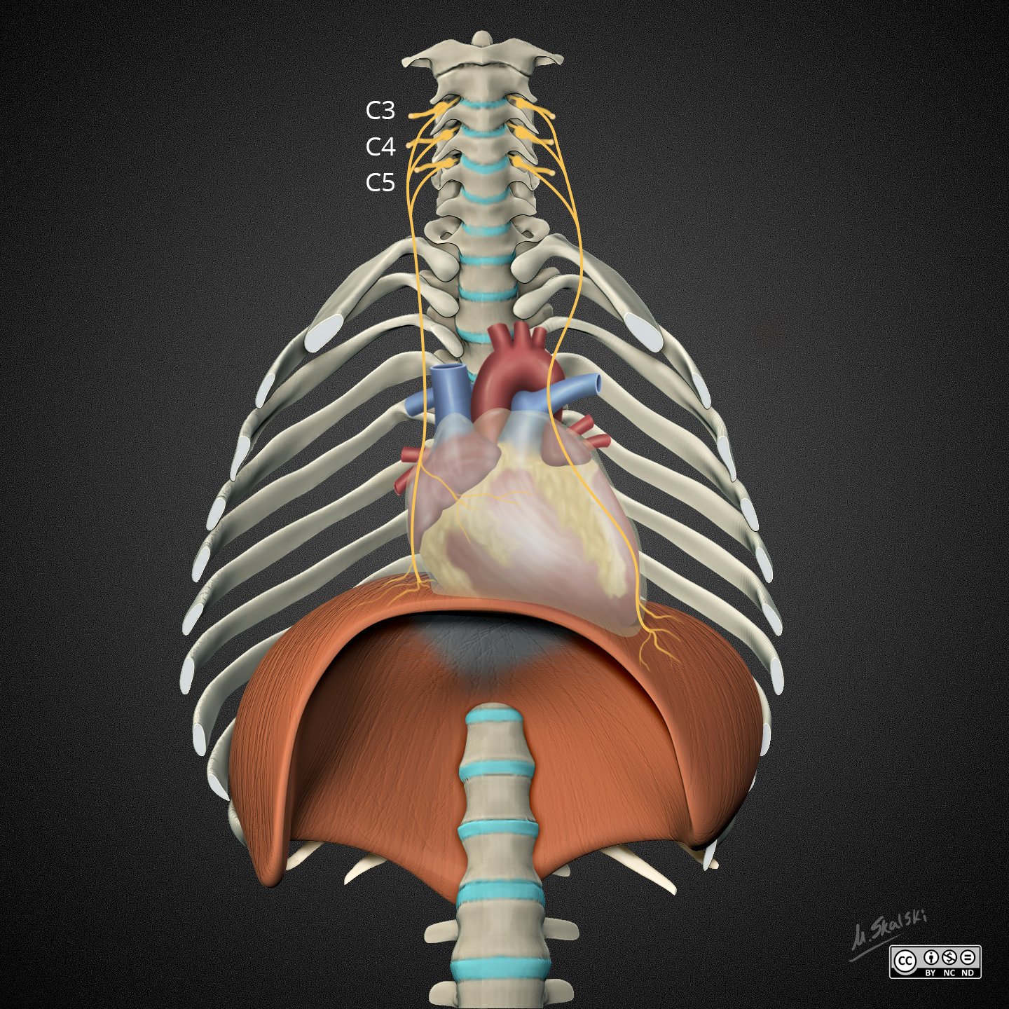 Phrenic And Vagus Nerve