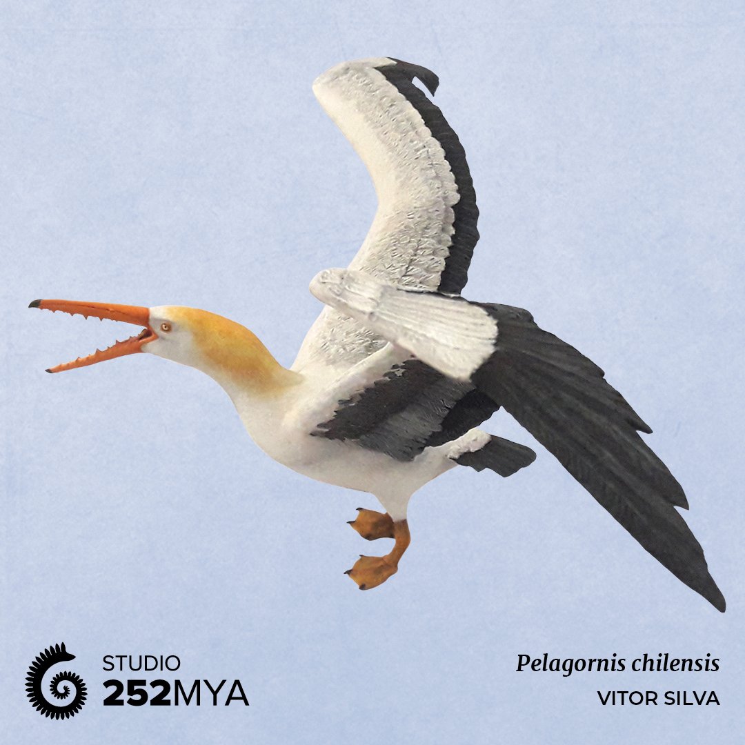 Pelagornis Chilensis