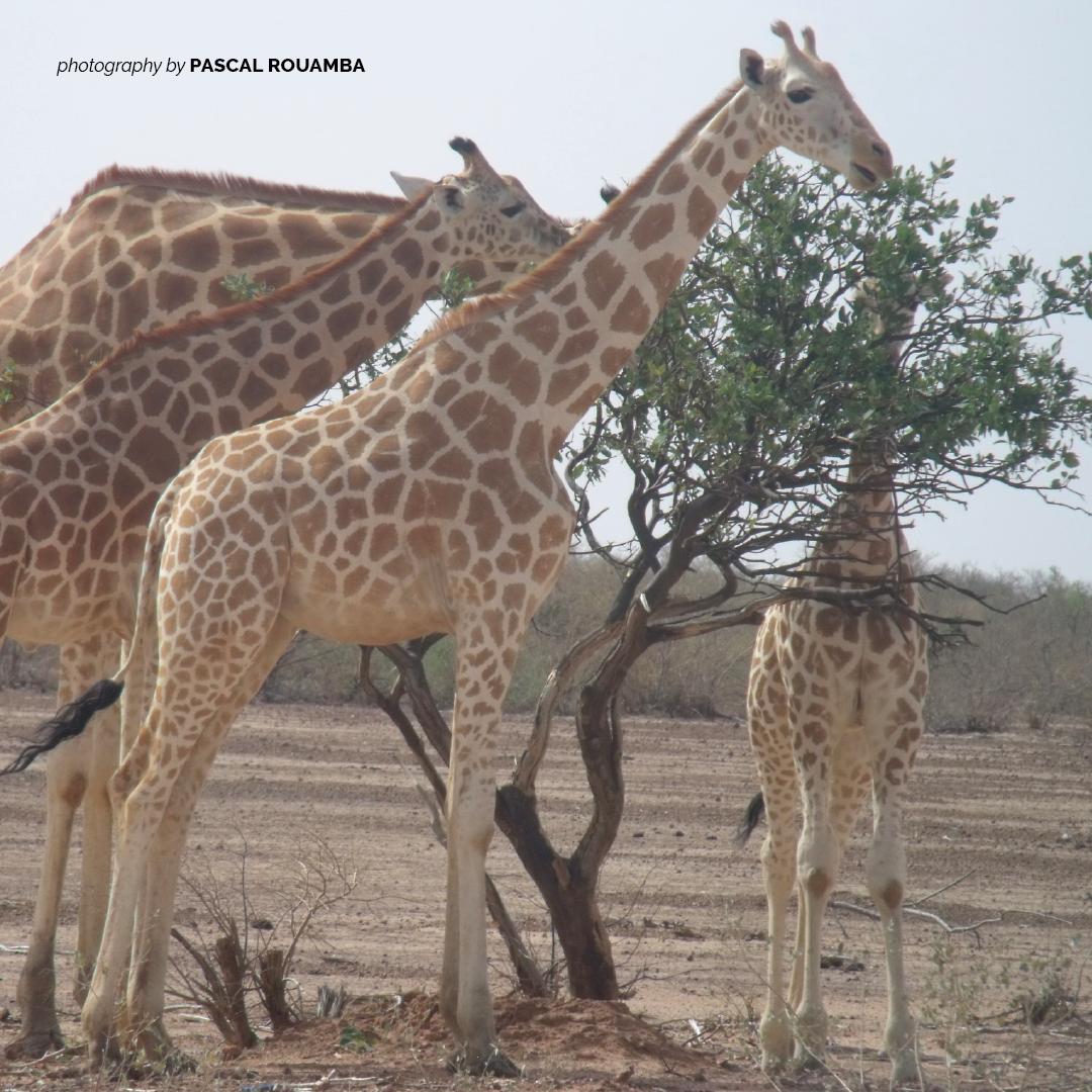 West African Giraffe Population