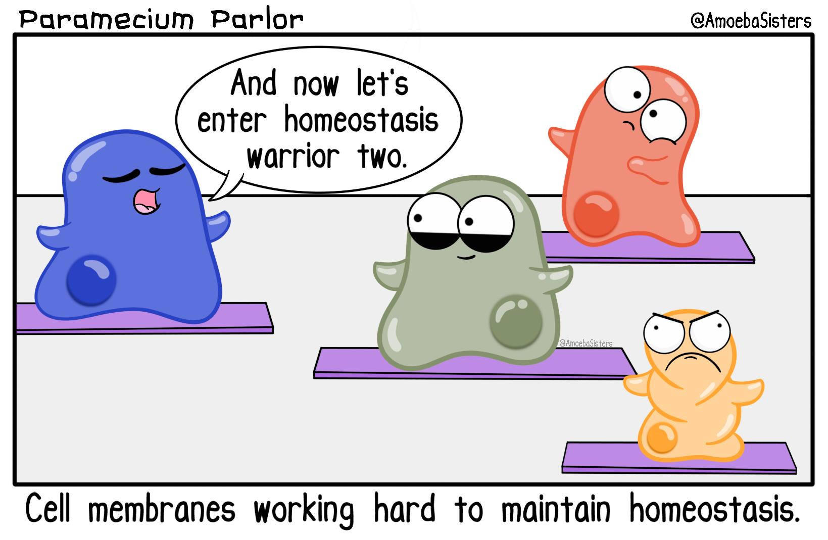 Homeostasis Animation