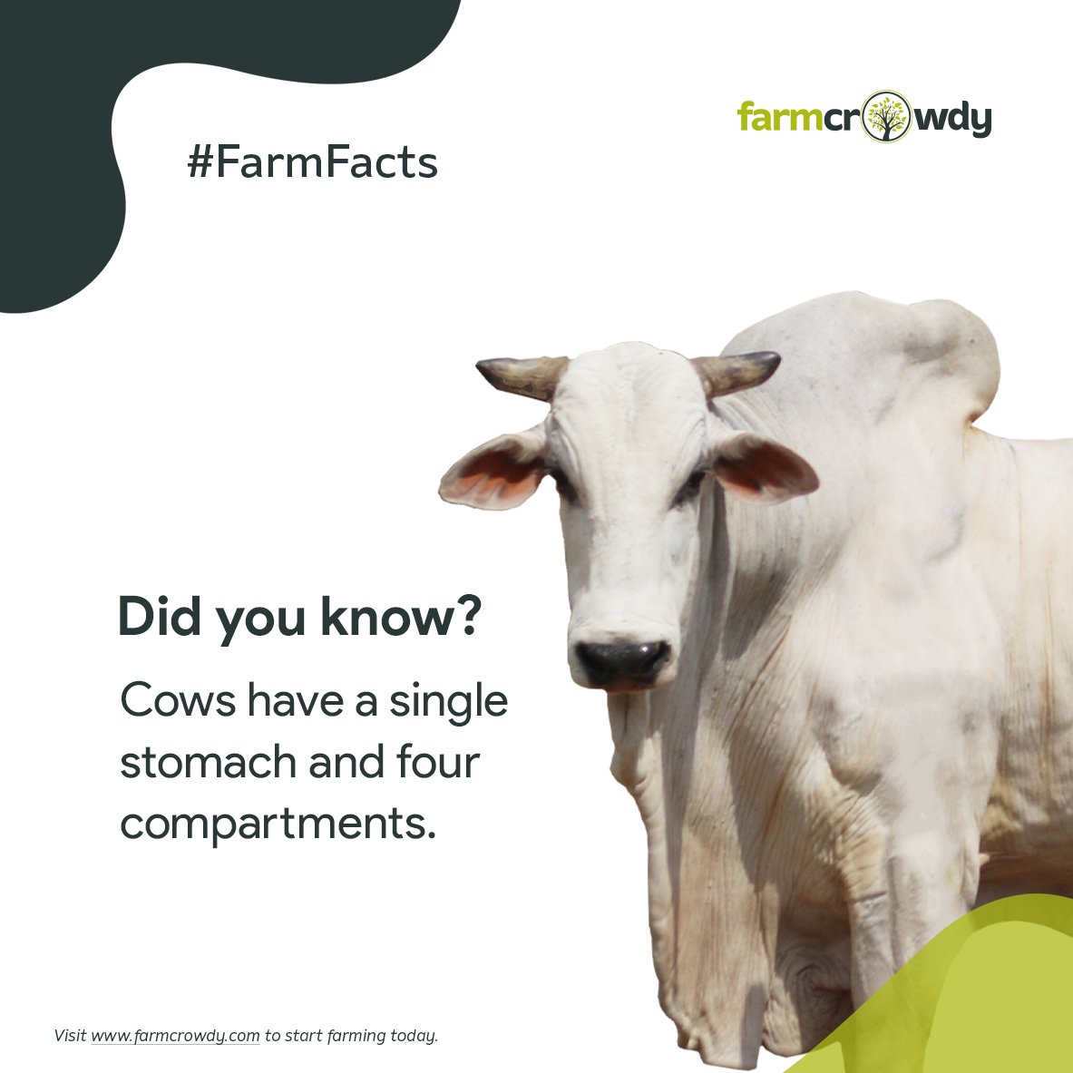 Cows Have Four Stomachs