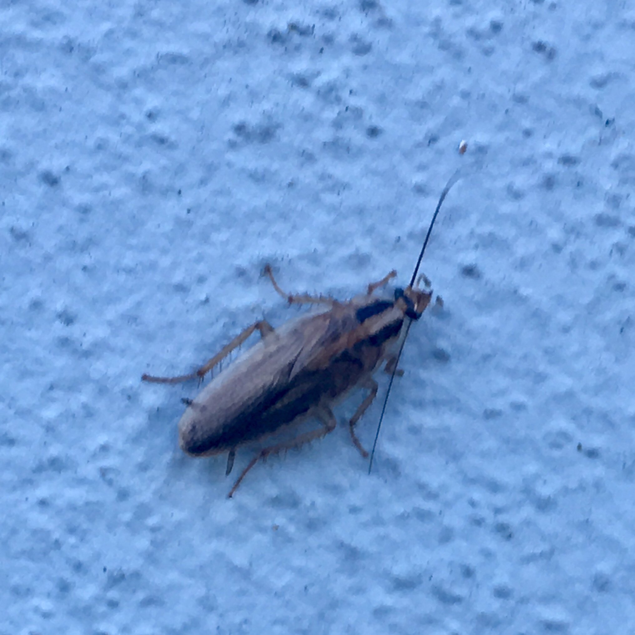 Flying Cockroach Black
