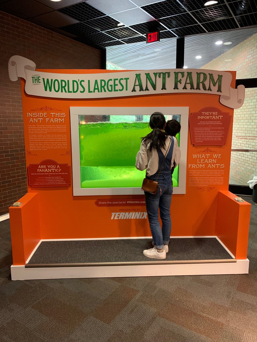 Largest Ant Farm
