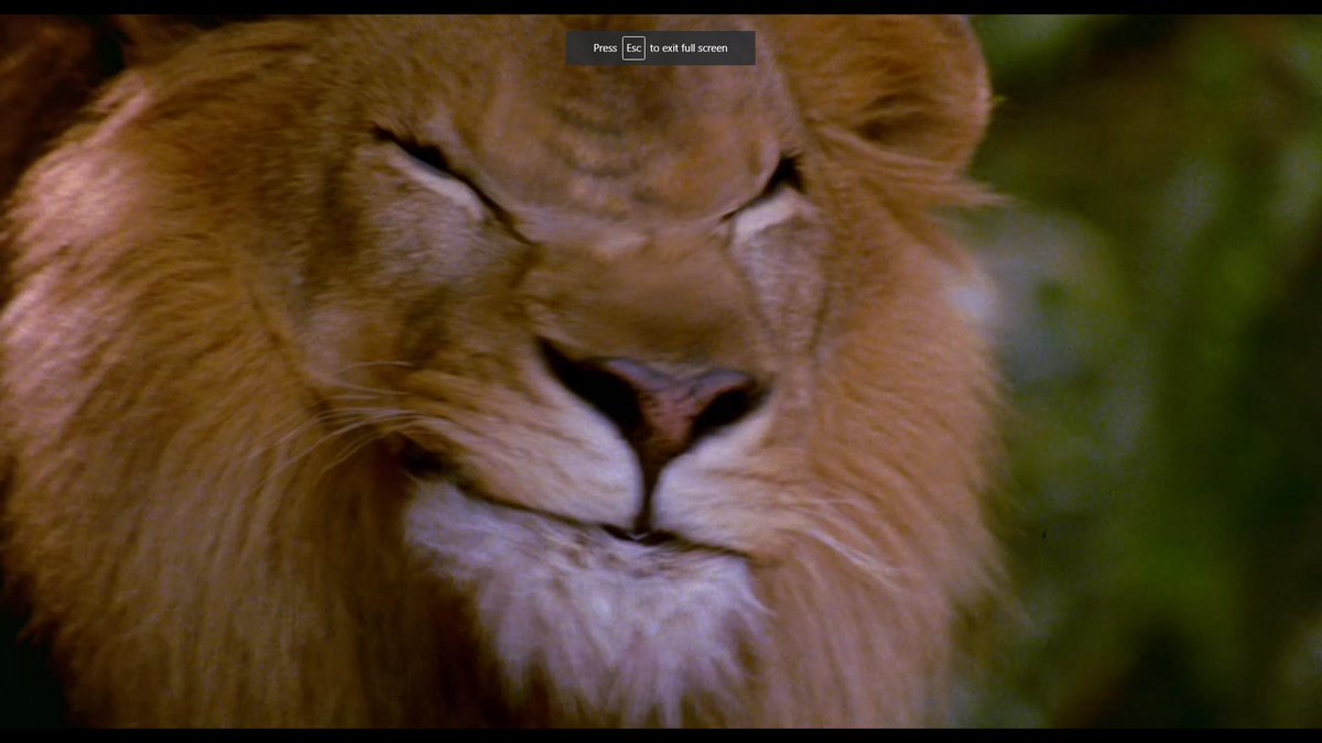 George Of The Jungle Lion