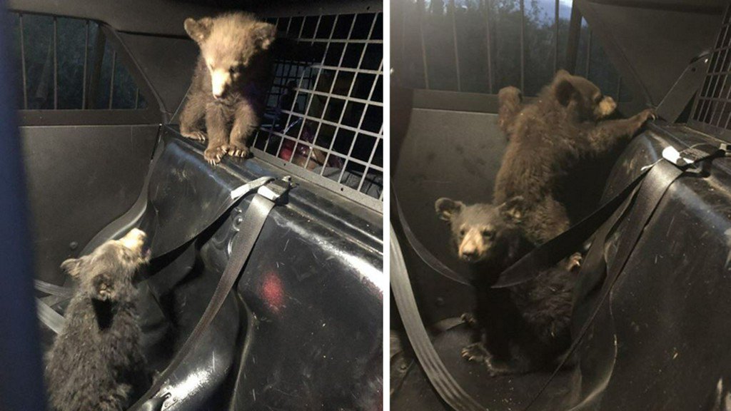 3 Bear Cubs Rescued After Mama Bear Killed In Car Crash | CBS ...