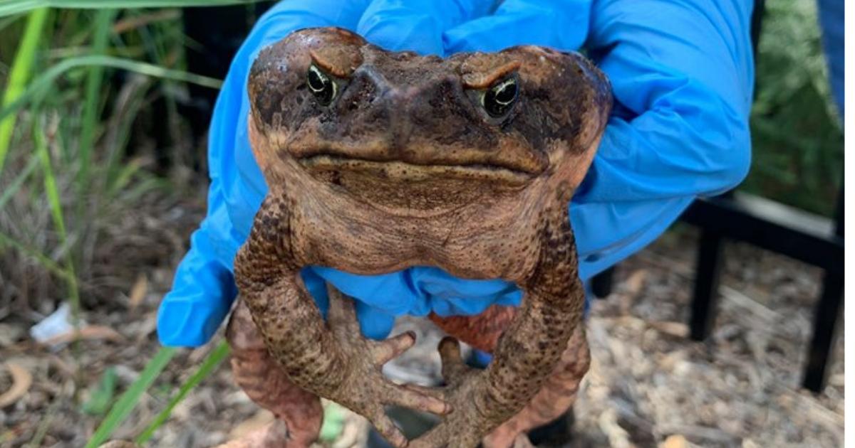 Largest Cane Toad