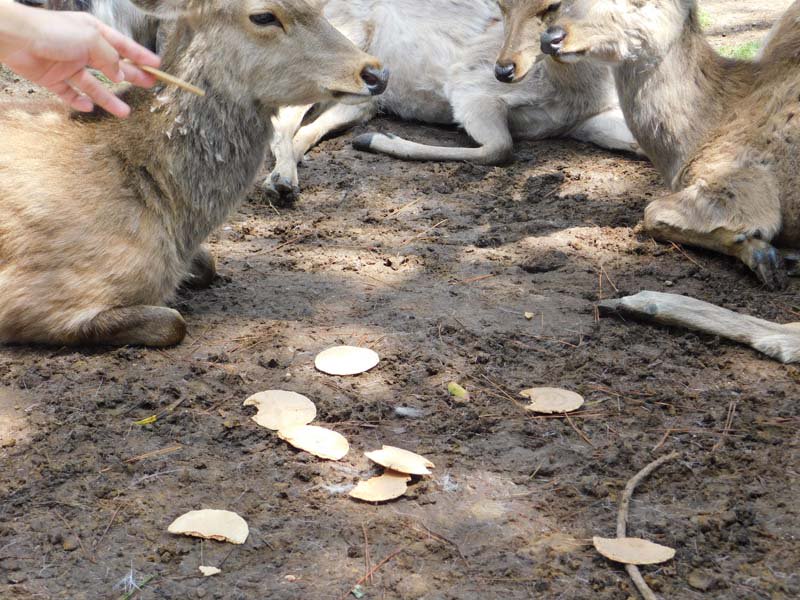 Gw真っ只中で奈良公園の鹿が鹿せんべいに飽きてしまう Togetter トゥギャッター