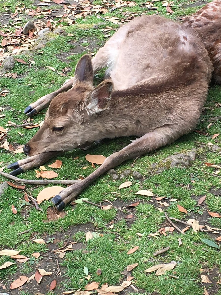 Gw真っ只中で奈良公園の鹿が鹿せんべいに飽きてしまう Togetter トゥギャッター