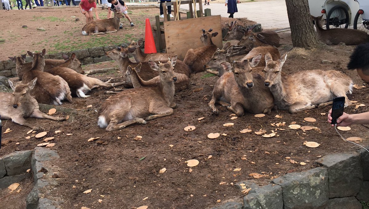 Gw真っ只中で奈良公園の鹿が鹿せんべいに飽きてしまう Togetter トゥギャッター