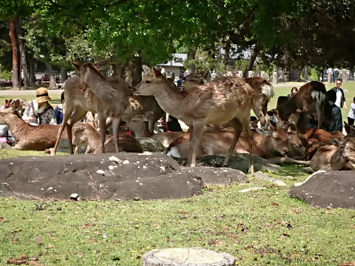 Gw真っ只中で奈良公園の鹿が鹿せんべいに飽きてしまう Togetter トゥギャッター