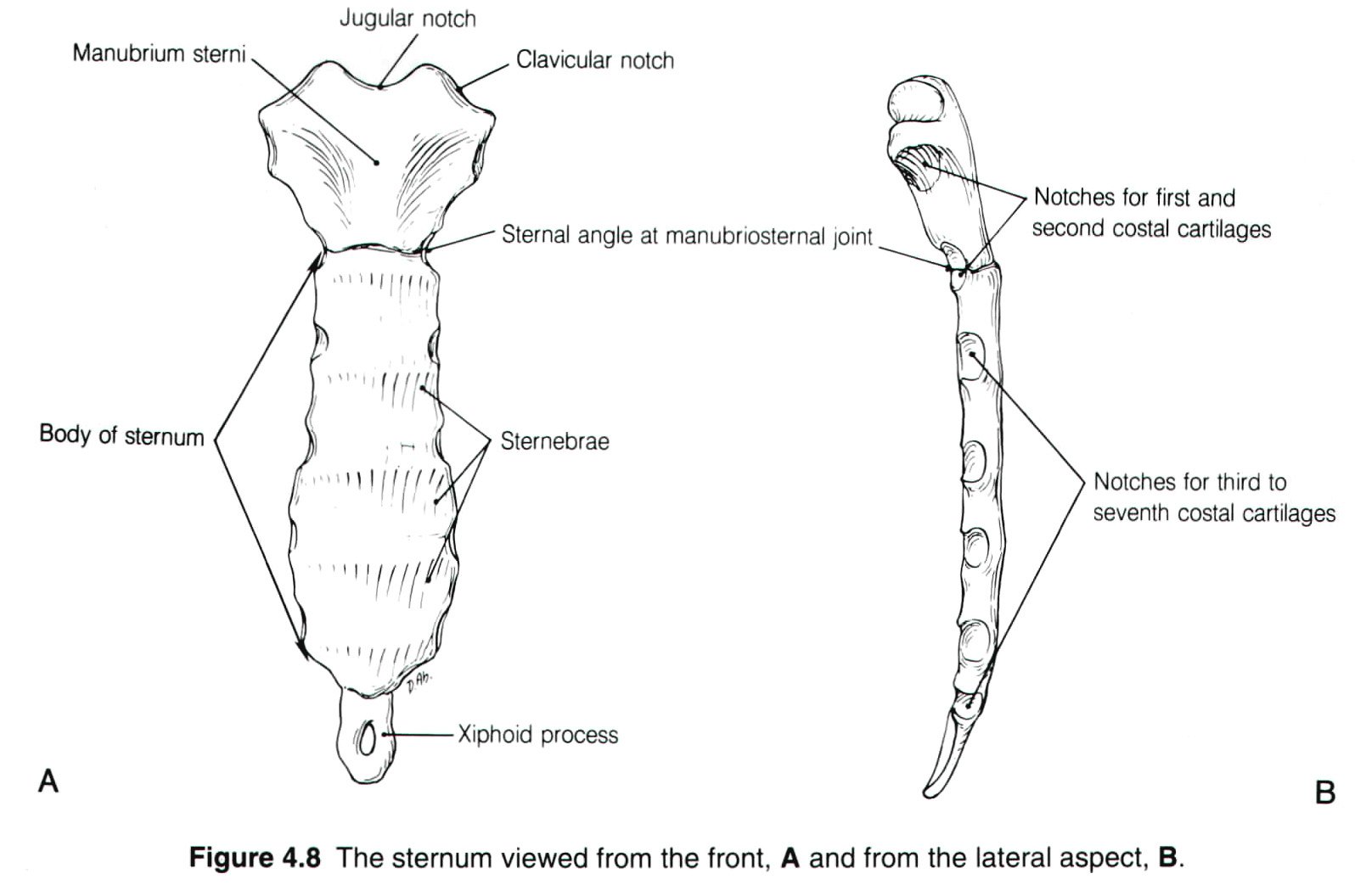 Notch And His Brother