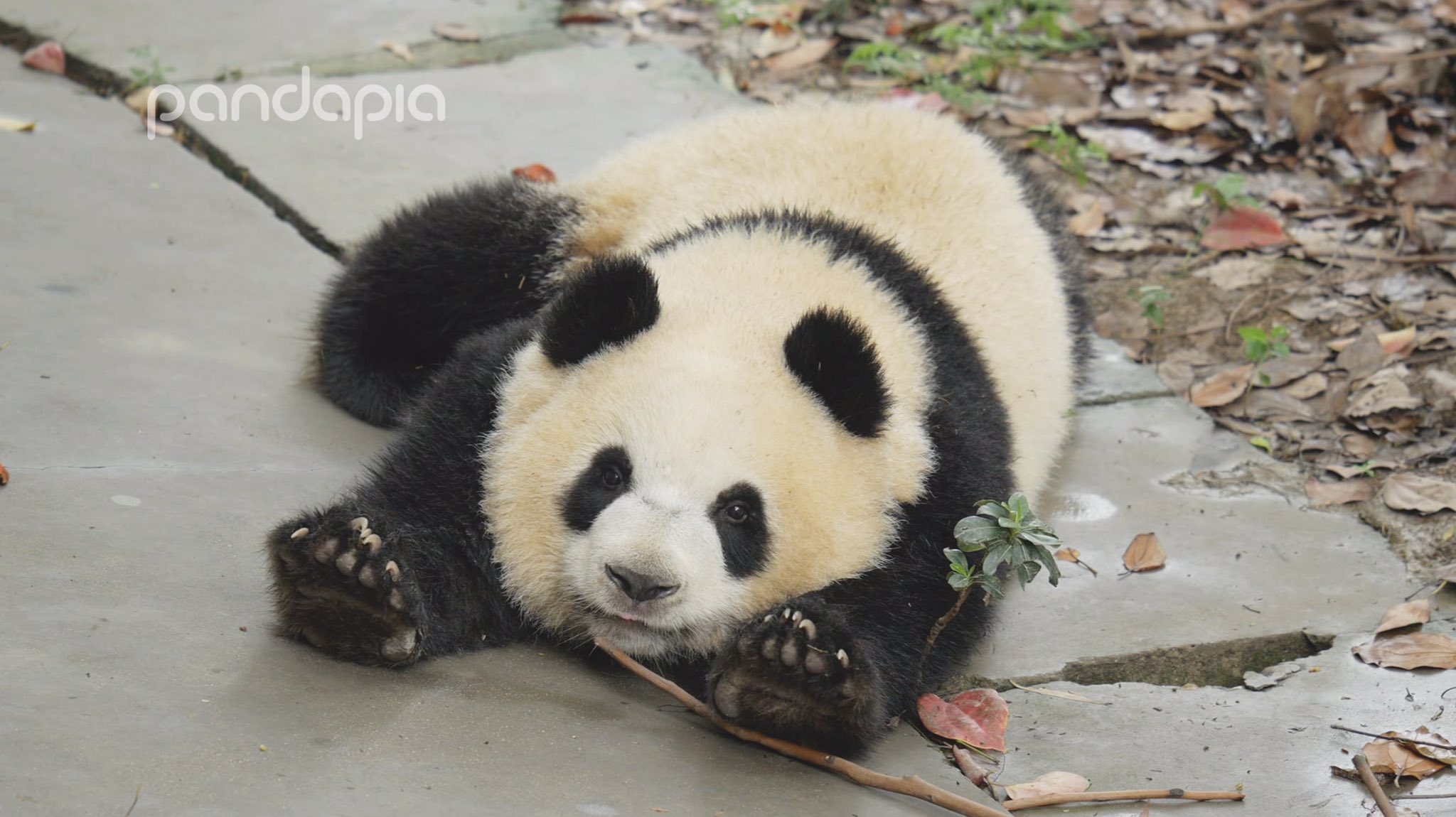 Tired Baby Panda
