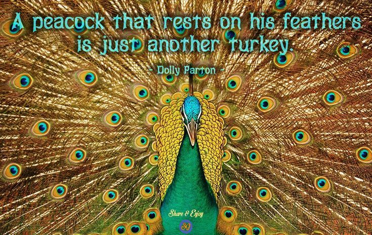 Beautiful Peacock Quotes Peacock Quotes Etsy Australia