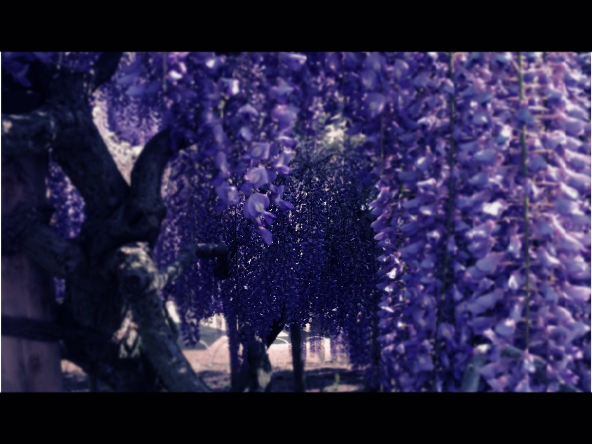 霧黒 (@mukuro_009) | Twitter