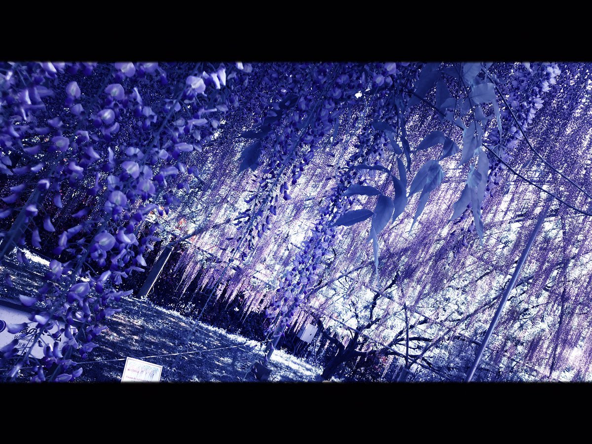 霧黒 (@mukuro_009) | Twitter