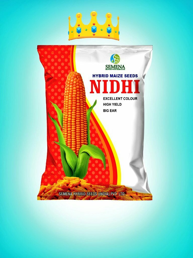 Hybrid Maize Seeds