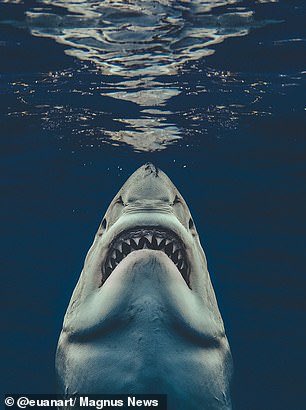 A126】JAWS 費やさ ジョーズ アートポスター A126】JAWS 費やさ ジョーズ アートポスター