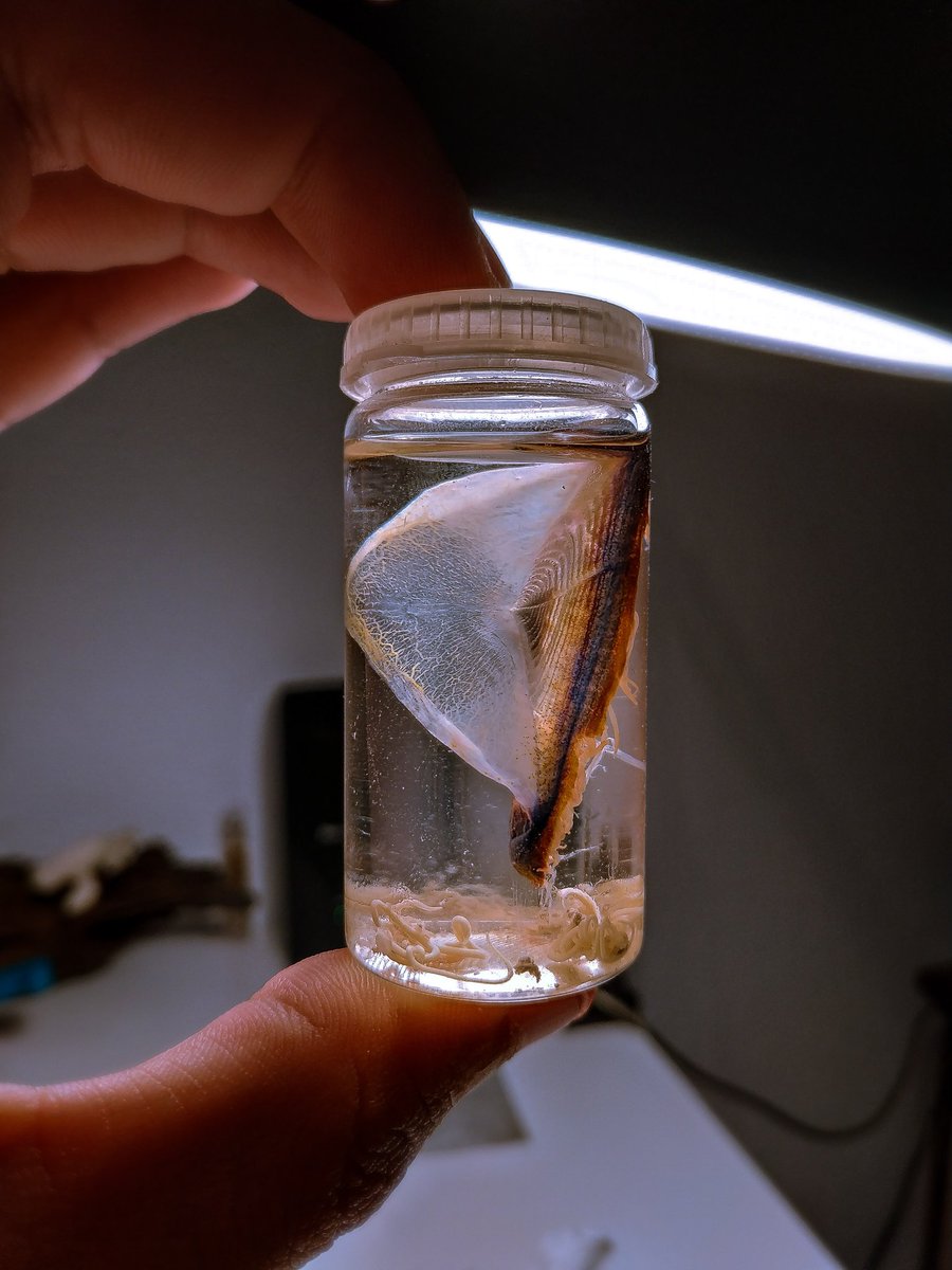 Chaøs. (@visec_) | Twitter