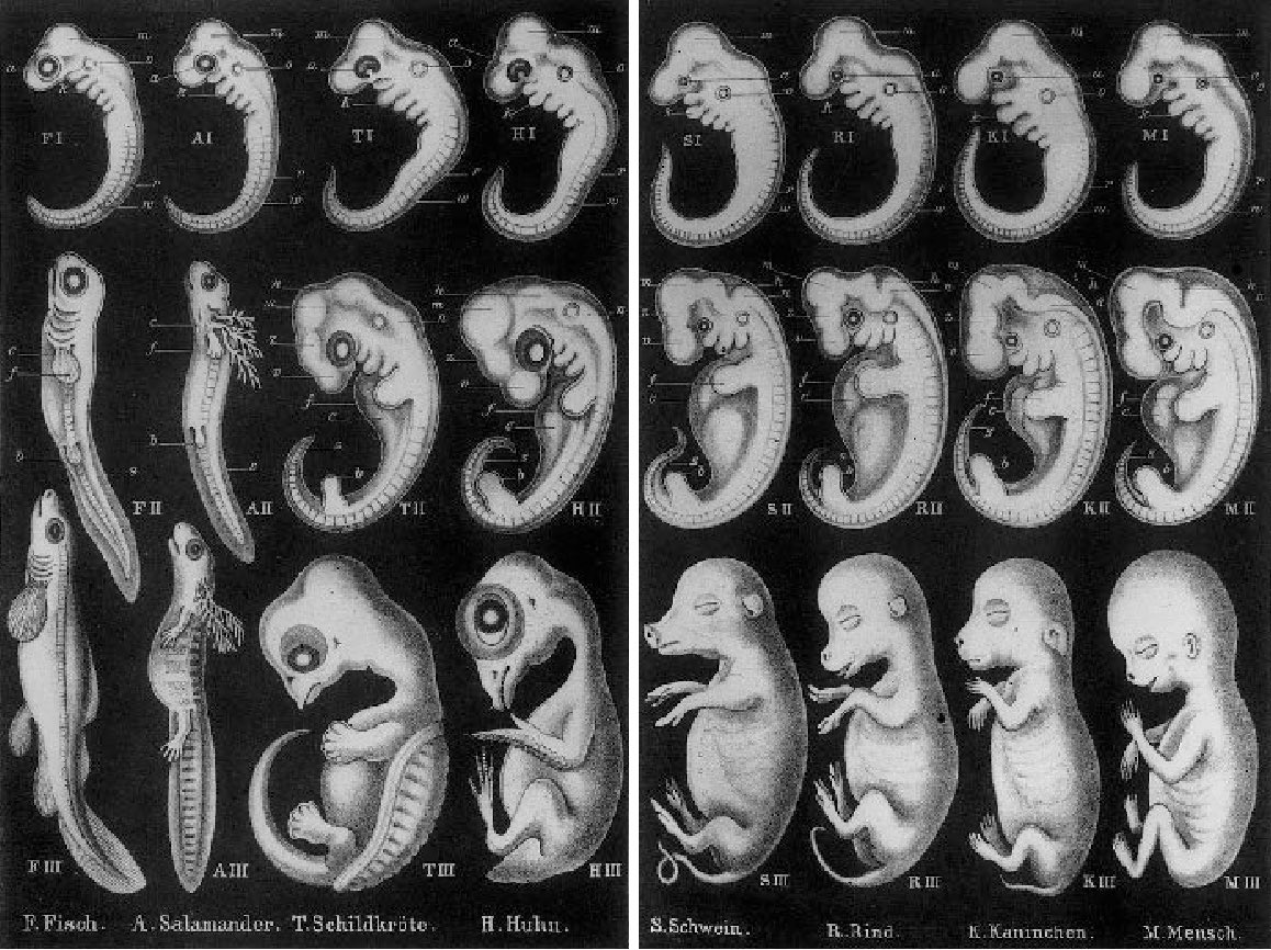 Fish Embryo Vs Human Embryo