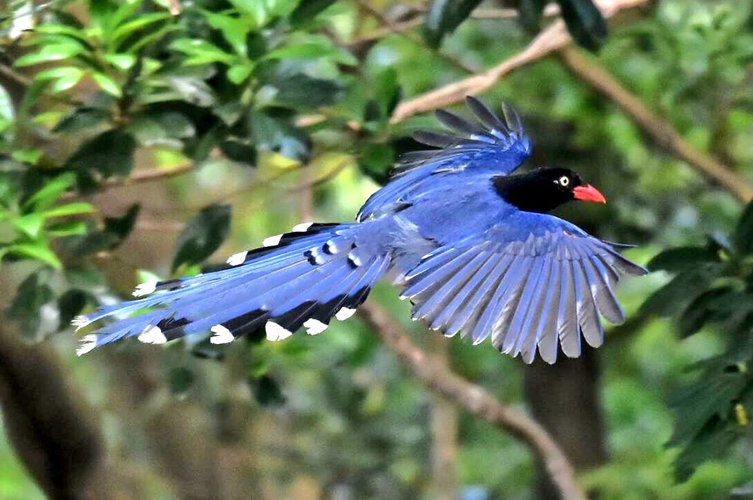 Formosan Blue Magpie