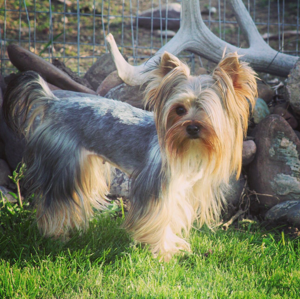 Silverback Yorkshire Terrier