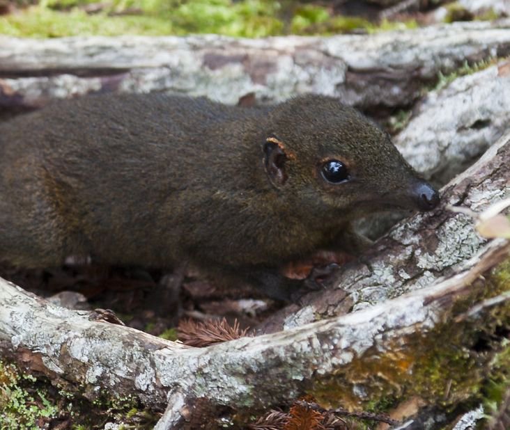 ? These plants are shrew loos! ?=? They ooze goo inside their pitcher ...