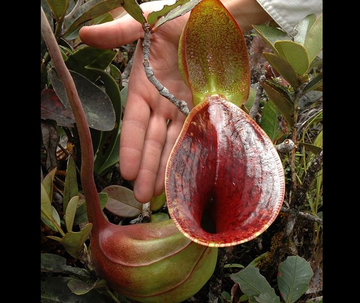 ? These plants are shrew loos! ?=? They ooze goo inside their pitcher ...