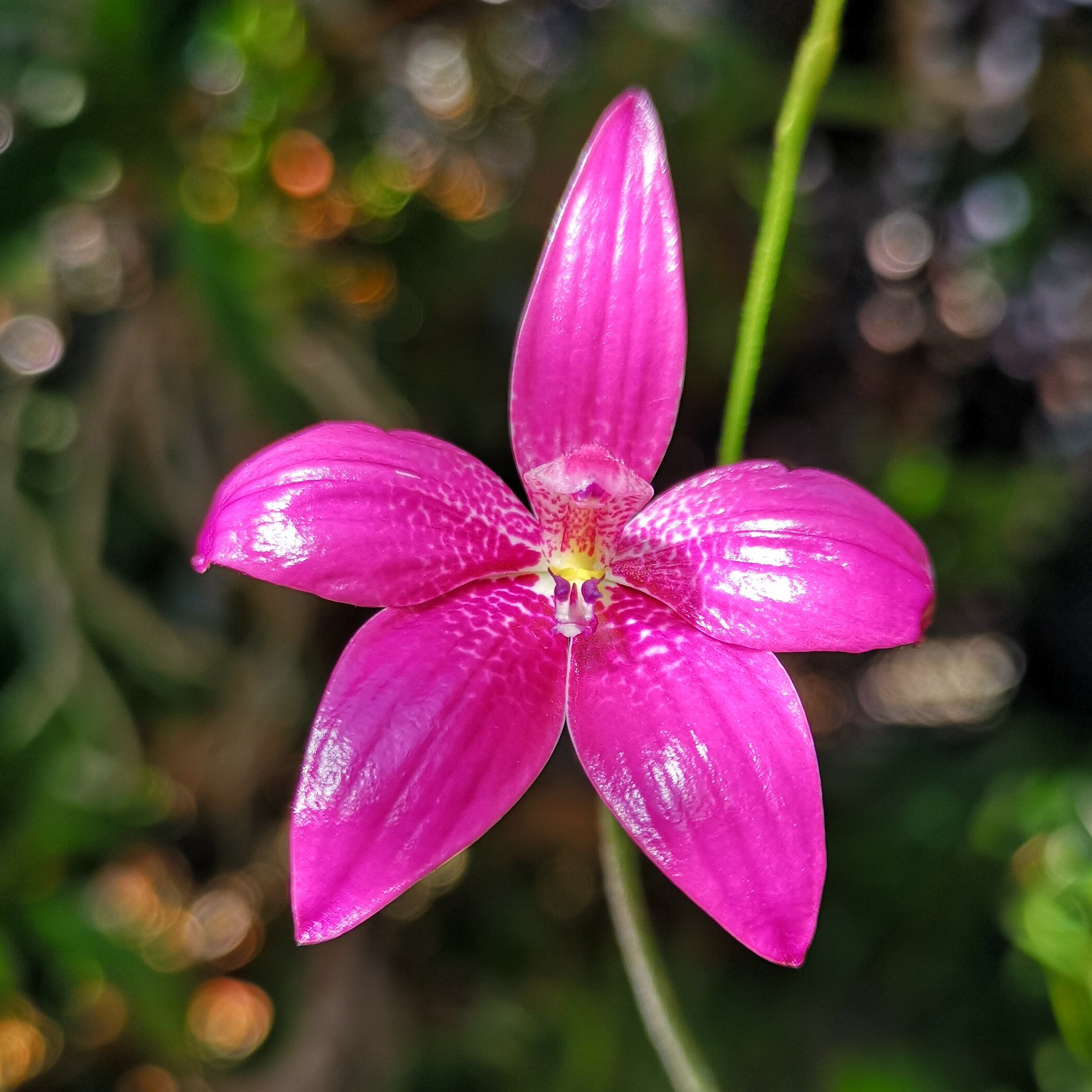 ragokd on Twitter: "セッコク'香輪' 51,Den.moniliforme'Kourin' https://t.co/sASMigiFAF" / Twitter