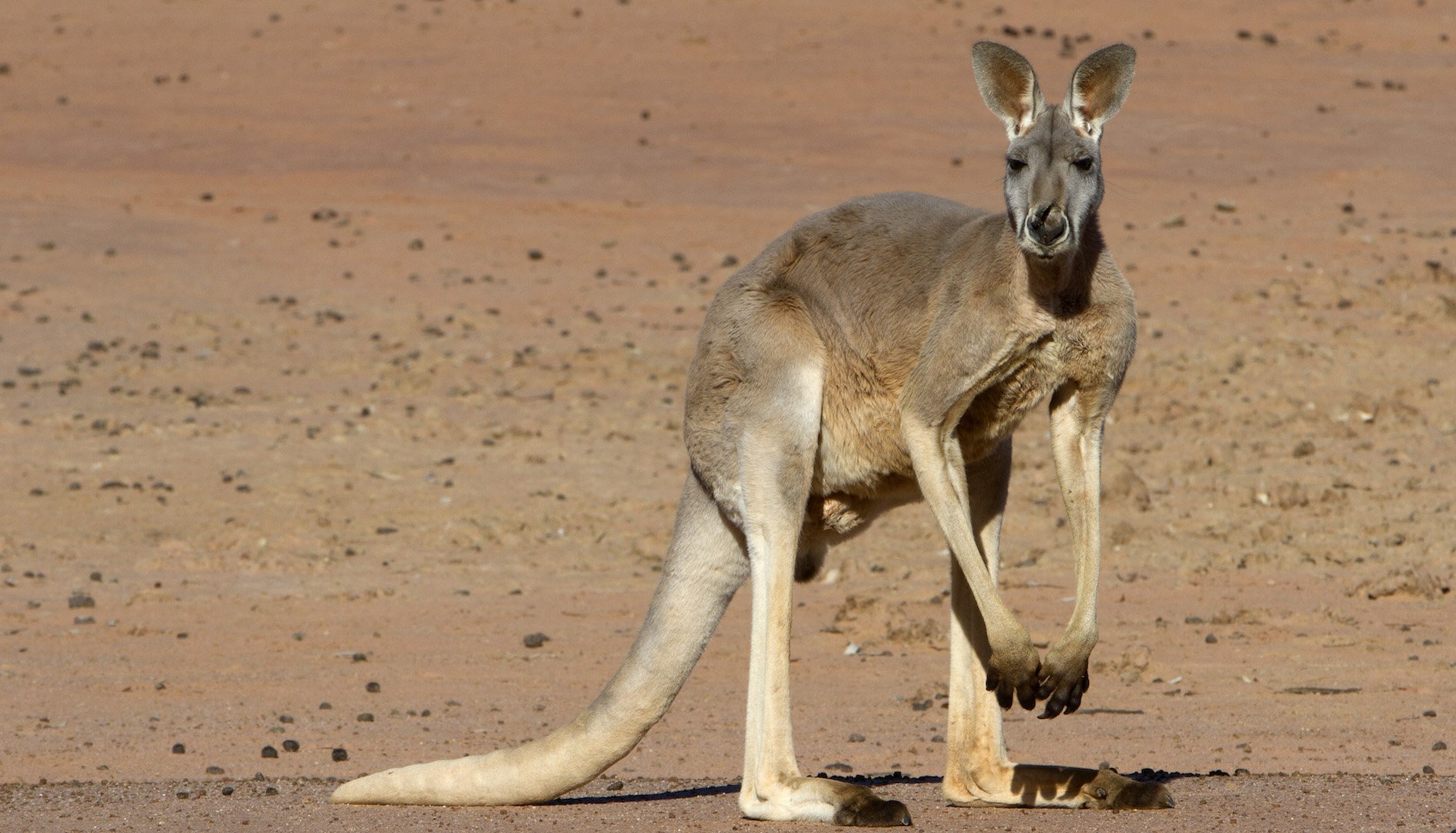 Kangaroo Legs