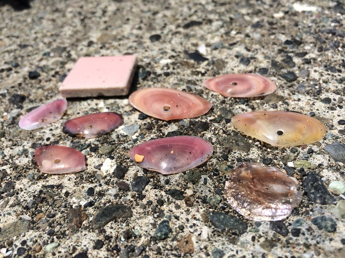 さいとう貝(@shellworks) - Twilog (ツイログ)