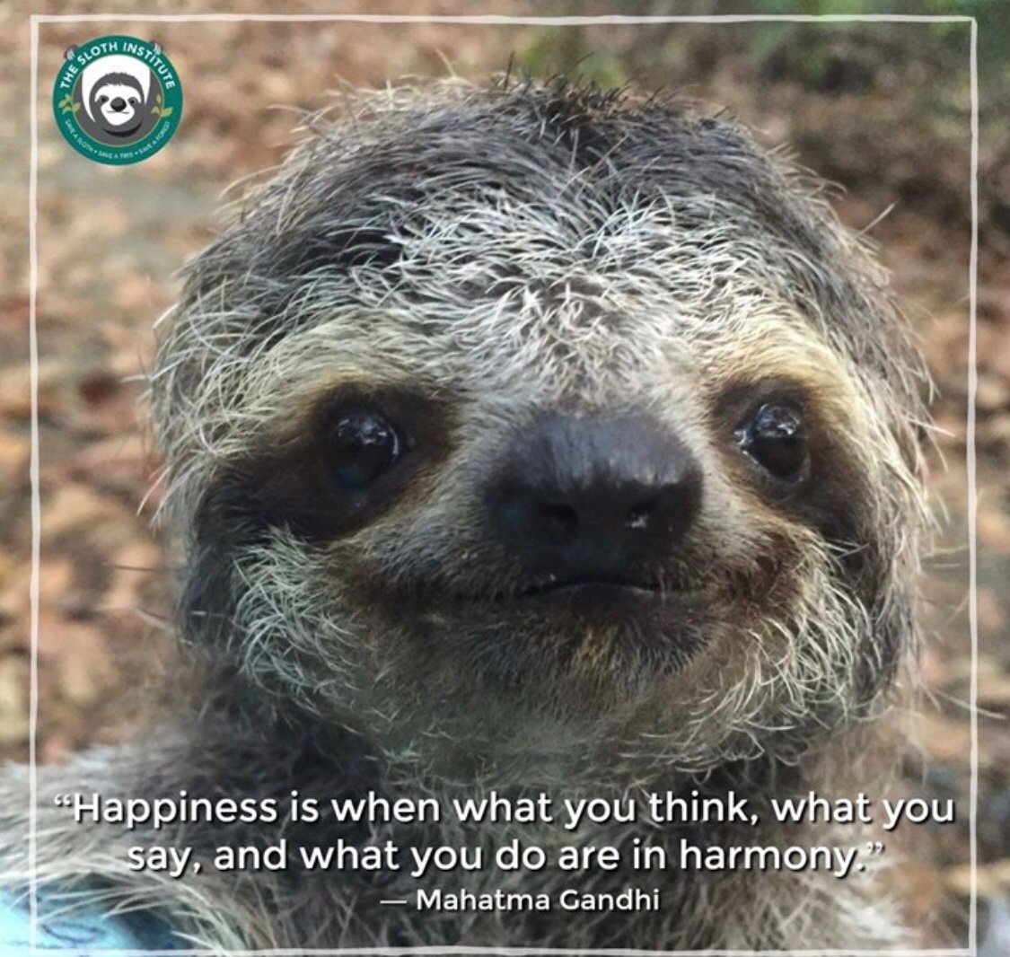 Sloth Pictures With Quotes
