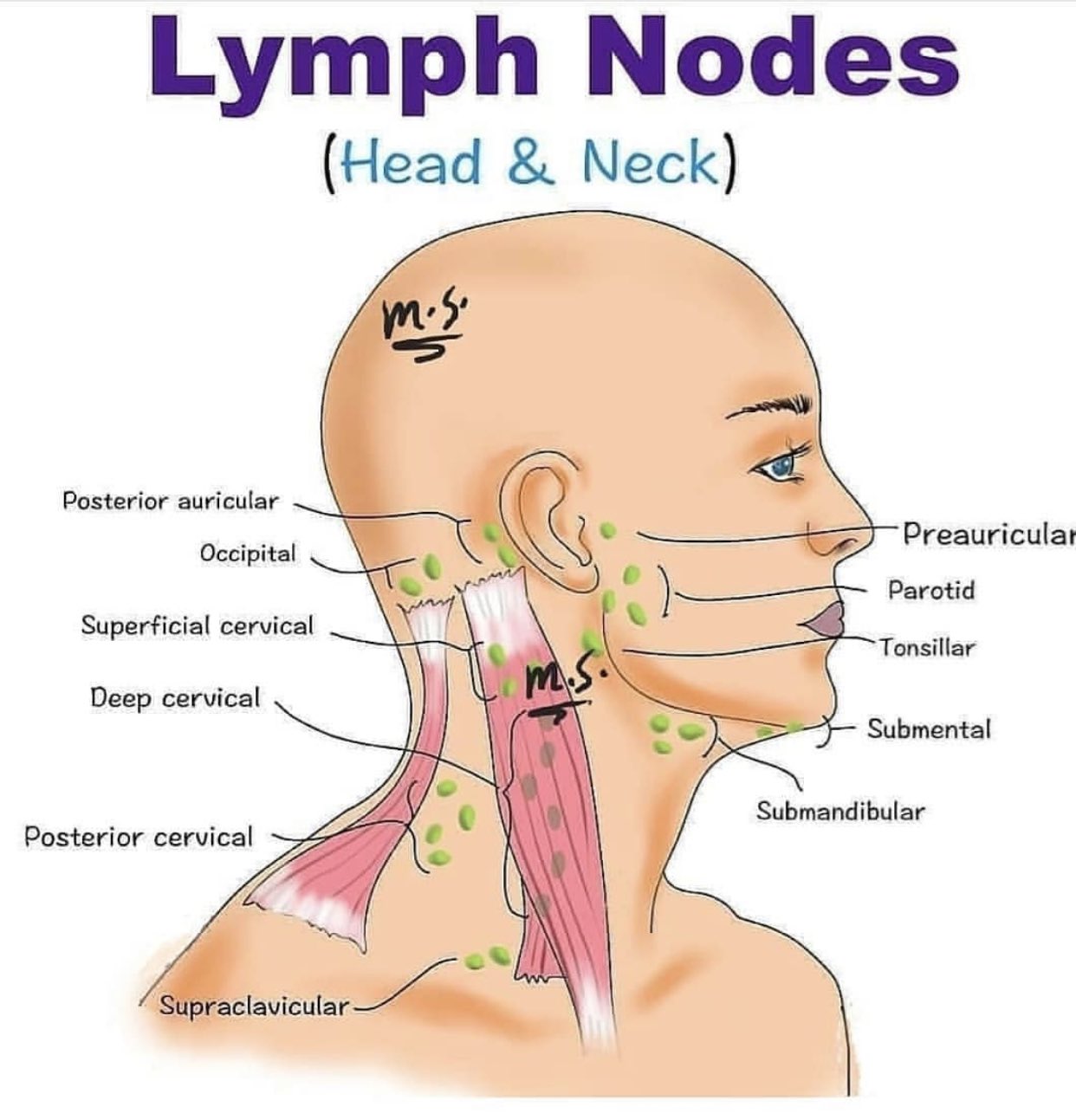 Posterior Cervical Lymph Nodes Posterior Cervical Lymph Nodes