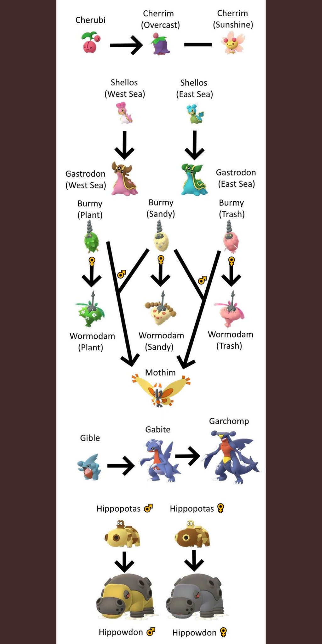 Gastrodon Evolution Chart