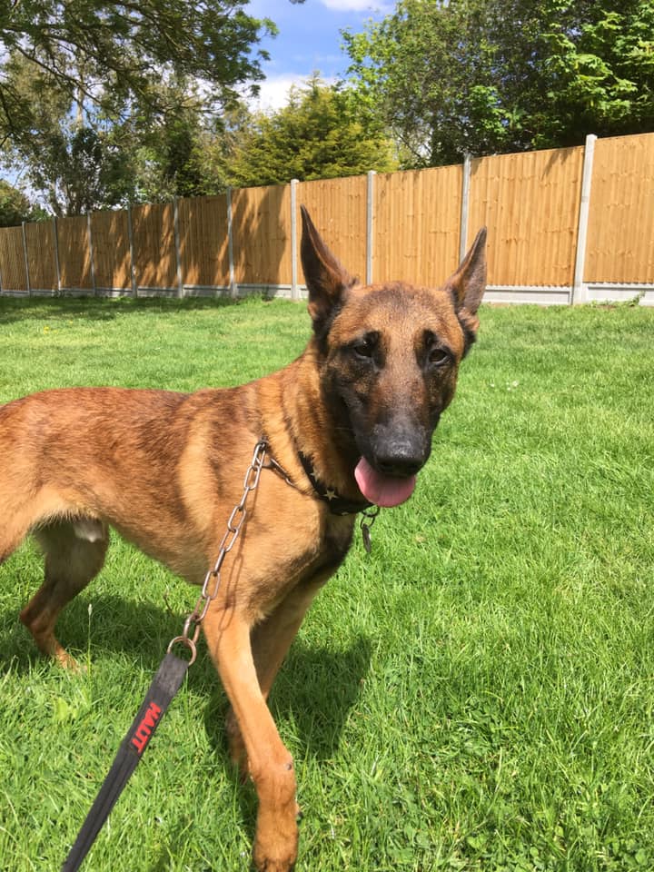Being a typical #Malinois 3yr old Harper is always on the go, he is ...