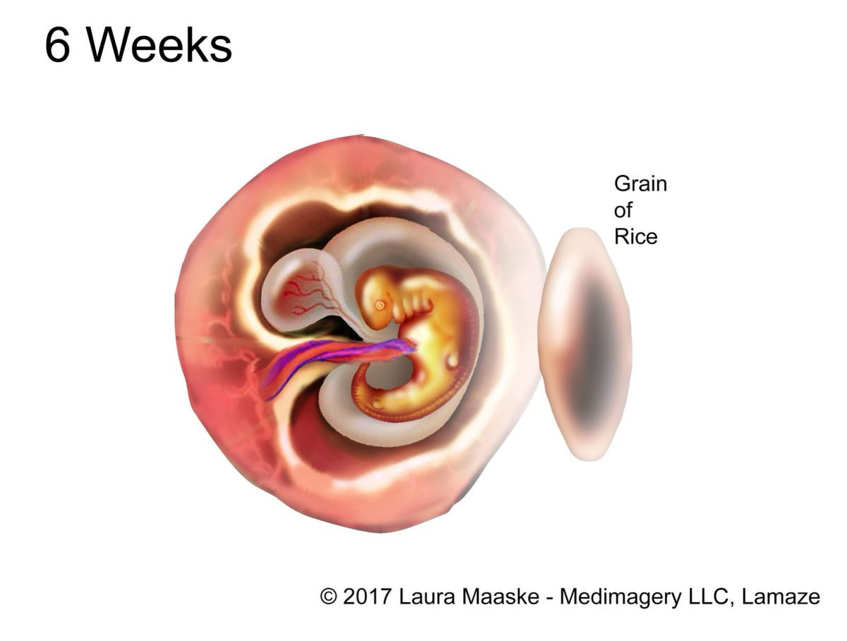Dolere On Twitter 이 사람 바본가 설마 배아줄기세포 연구를 배아의 권리나 배아 착취 때문에 반대하는 줄 아나 배아줄기세포 얻으려고 난자 채취하는
