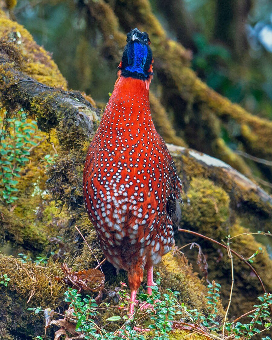 Crimson Horned Pheasant