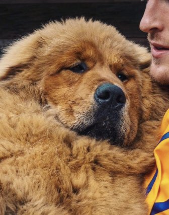 What Happened To Logan Pauls Dog Ginger