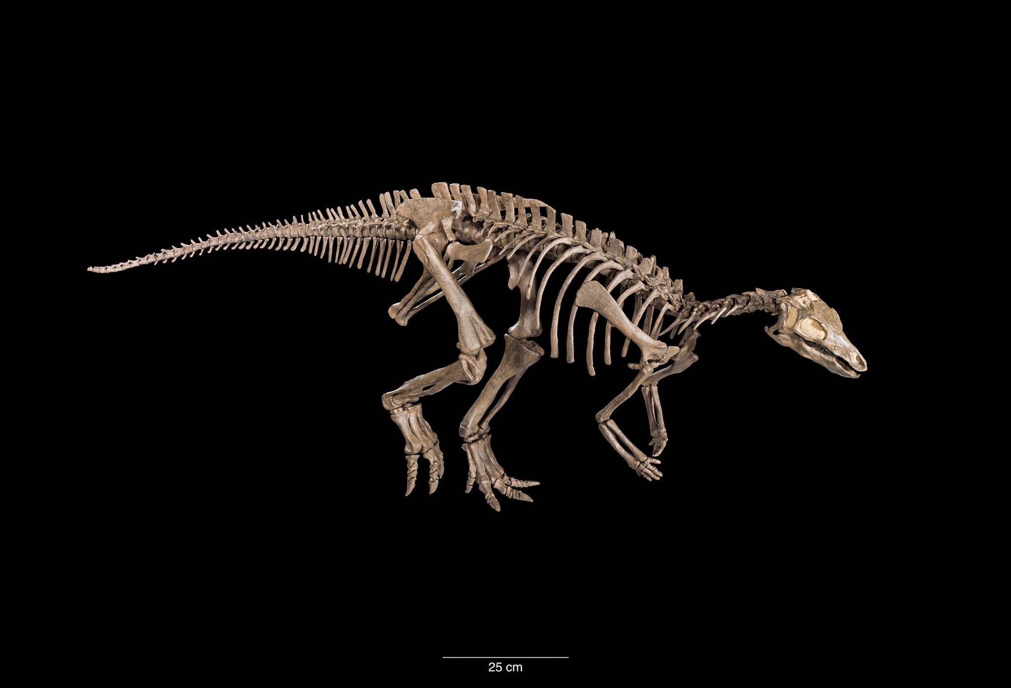Camptosaurus Skeleton