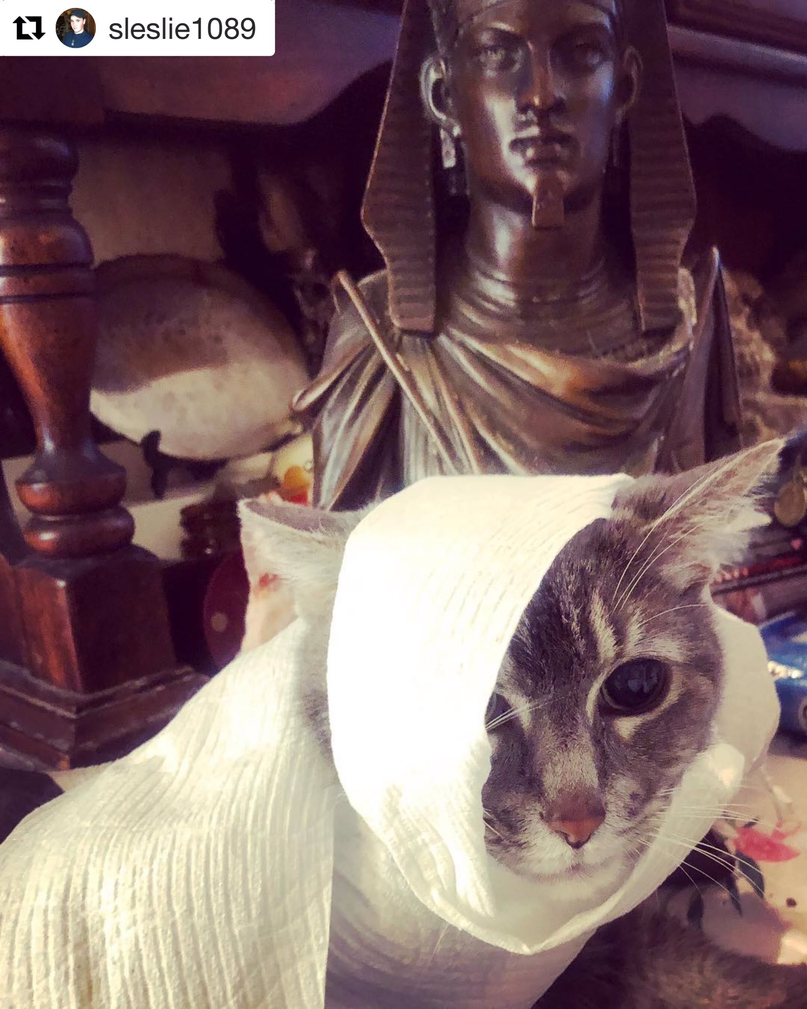 You Win This Time Cat