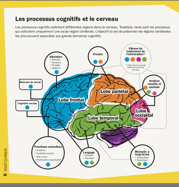 Quest Ce Que Les Fonctions Cognitives