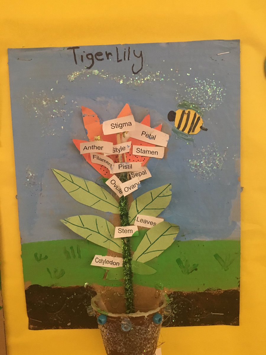 3d Flower Model Science Project