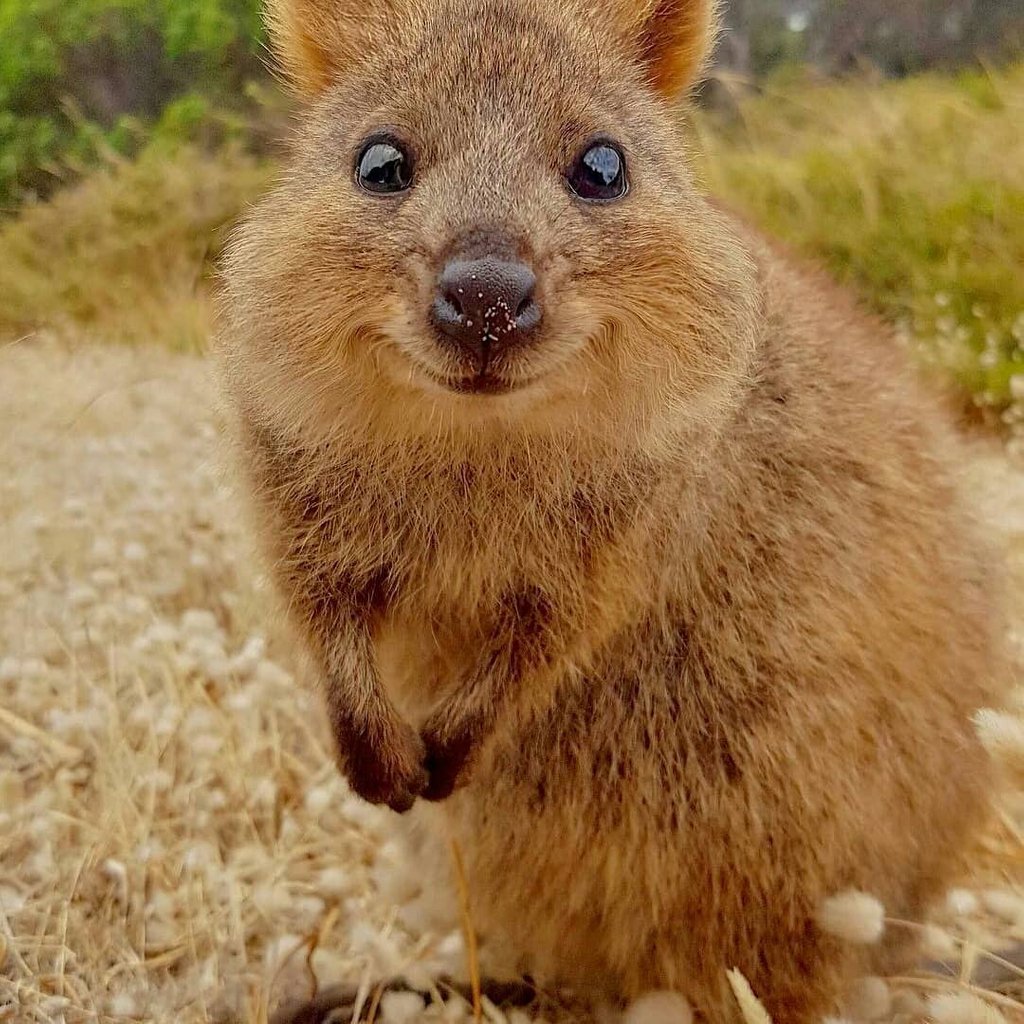 Quokka Smiling