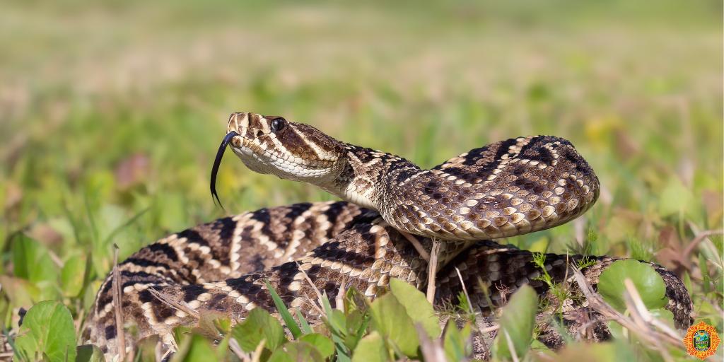 Largest Eastern Diamondback Rattlesnake