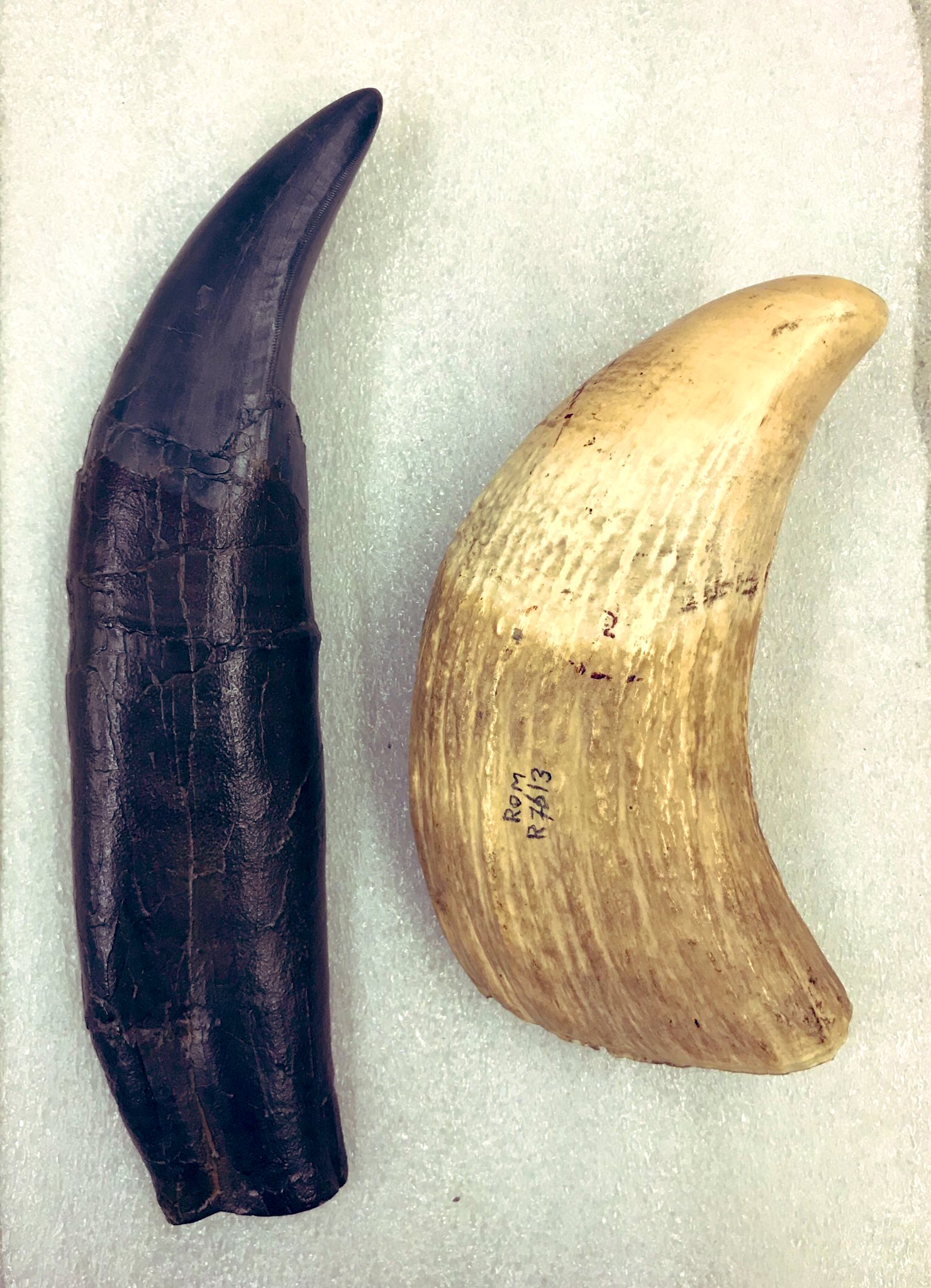 Saber Toothed Whale Teeth