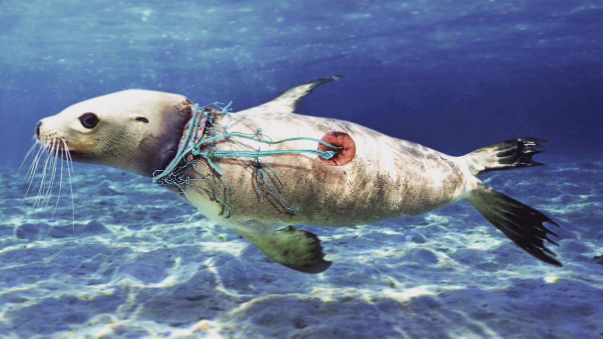Great Pacific Garbage Patch Animals