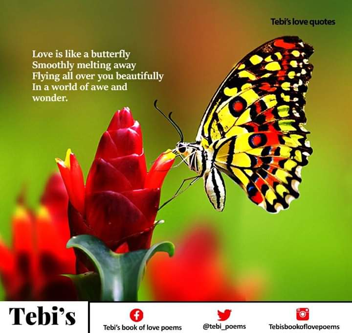 Butterfly Love Quotes Butterfly Quotes To Celebrate Life's Journey